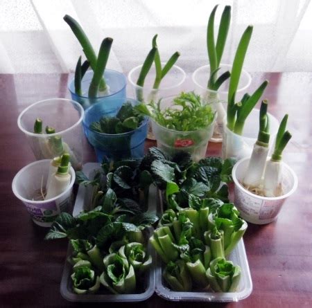 再生野菜を定植するの巻 家庭菜園で野菜を作るんじゃ