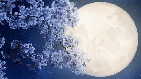 When And How To See The Full Flower Moon The Last Supermoon Of 2020