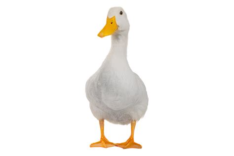 Why The Duck Curve Created By Solar Power Is A Problem For Utilities