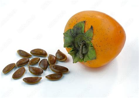 🍑how To Grow Persimmon From Seed Step By Step Guide