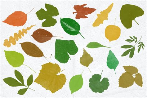 دانلود 52 براش برگ درخت برای فتوشاپ Leaves Photoshop Stamp Brushes