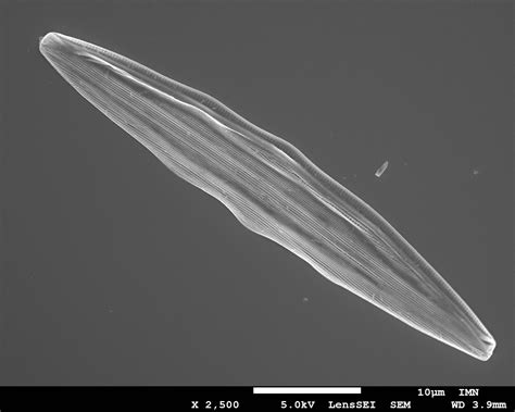 Roscoff Culture Collection Marine Microalgae Macroalgae Protists Bacteria And Viruses