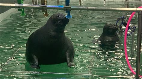 Скины без робуксов Youtube