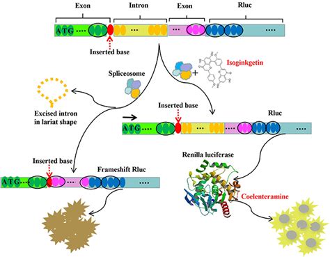A Novel Reporter For Quantitative Imaging Of Rna Aberrant Splicing Medicine Innovates