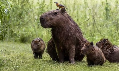 Capybara là con gì Điều đặc biệt về con Capybara wowhay u