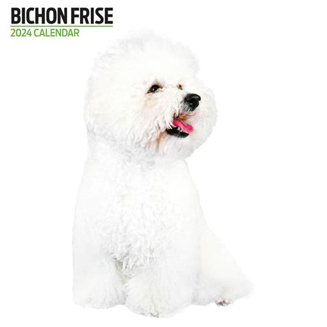Bichon Frise 2023 Modern Calendar Artofit