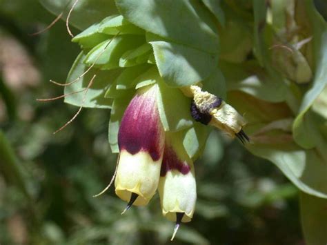 Cerinthe Gymnandra Clé