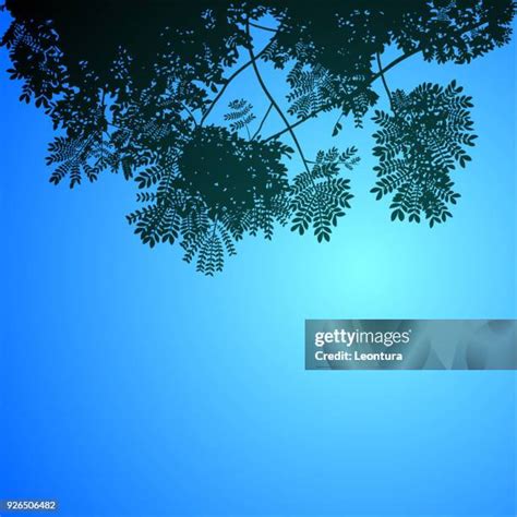 Sky Through Tree Canopy High Res Illustrations Getty Images