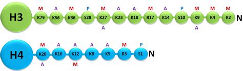 Histone Modifications What Is Epigenetics