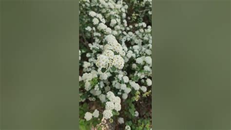 공조팝나무꽃 향기에 취해 보세욤 음하핫🌼🌺🏵🌳🤩👍 Youtube