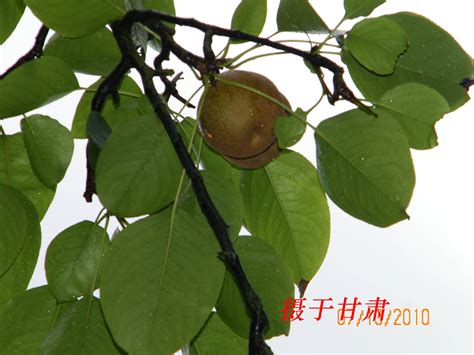四种常见果树下 如何套种中药材知多少 搜狐大视野 搜狐新闻