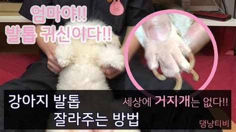 강아지 발톱 자르는 법 건강을 위해 선택이 아닌 필수 애견 셀프 미용 세상에 거지개는 없다 Youtube