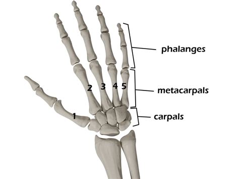 Metacarpal Fracture Empedics