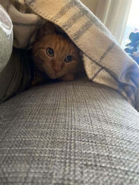 Sprinkles And His Blankie Fort Rdisneyeyes