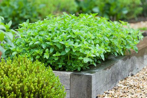 Oregano Plant Flowers Cuban Oregano Flower Essence Southern Sol