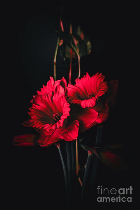 Red Flower Art 45t Painting By Gull G Fine Art America