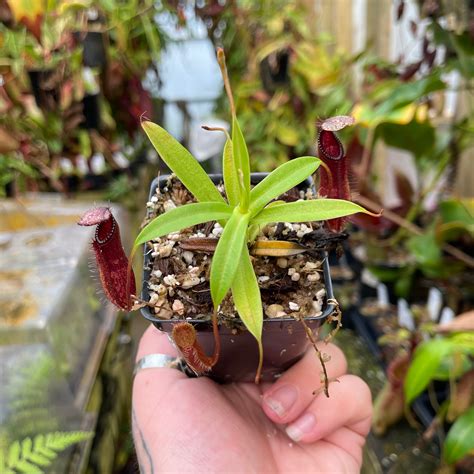 Nepenthes Singalana X Hamata X Hamata Be 4576 Carnivero