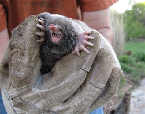 Ruthlynns World Mole Teeth