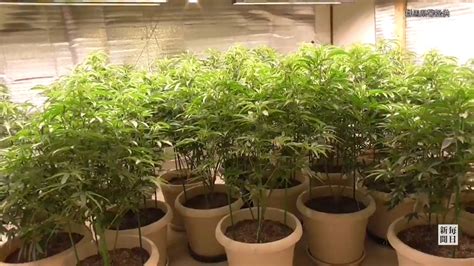 販売目的で大麻所持容疑、16人逮捕 住宅に620鉢 群馬県警 毎日動画