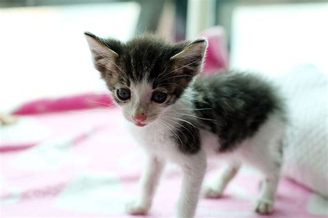 부산 2018 0323 코리안숏헤어 탱이 책임분양 강아지무료분양 고양이무료분양 도그마루 보호소 유기견 강아지입양 유기견입양 고양이입양 유기견무료분양 유기묘보호소