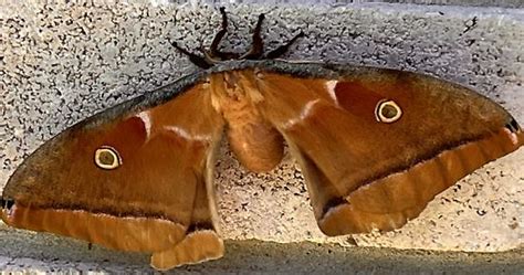 Western Polyphemus Moth Antheraea Polyphemus BugGuide Net