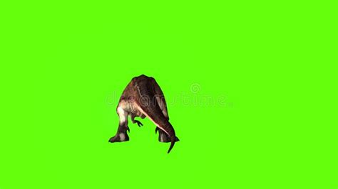 3d Animation T Rex Dinosaur Walk Bite Left On Green Screen Stock Footage Video Of Jump