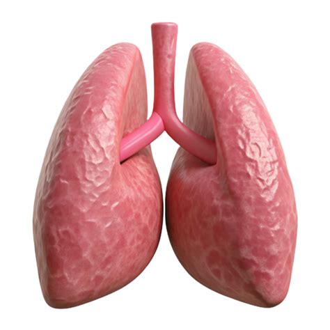 Dramatic Traditional Human Lung Model Pink Isolated Element Authentic 58035538 Png