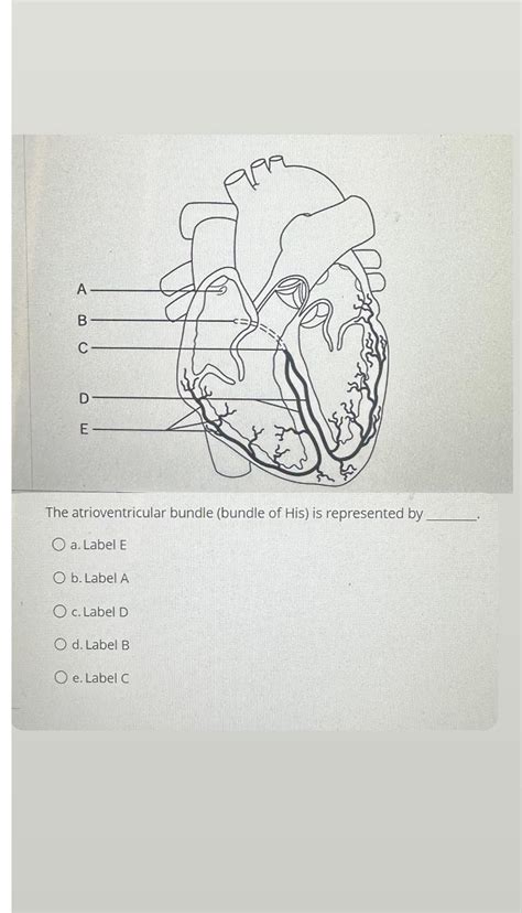 Solved The Atrioventricular Bundle Bundle Of His ﻿is