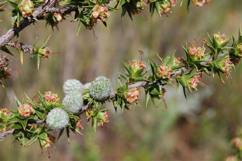 African Plants A Photo Guide Cliffortia Ruscifolia L