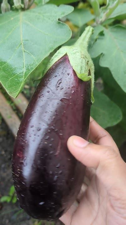 Garden Series Brinjal Harvest Did Not Expect From This Plant But