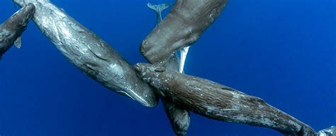 Sperm Whales Have Been Seen Using Their Ultimate Weapon Against
