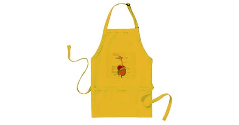 Digestive System Diagram Human Anatomy Adult Apron Zazzle