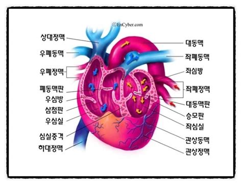 심장 Heart 네이버 블로그