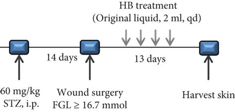 Hb Treatment Accelerated Wound Closure In Stz Induced Diabetic Model