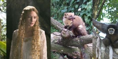 A Life In The Trees Is A Longer One