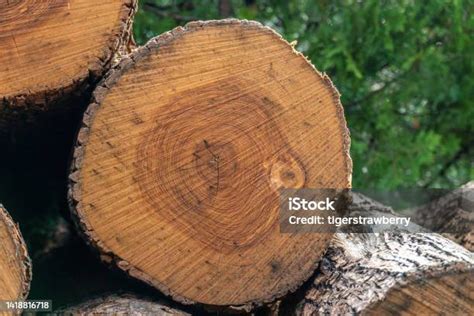 나무 천연 톱니 통나무 더미 야생 숲 배경의 나무 통나무 나무 줄기가 자르고 땅에 쌓여 있습니다 임업 산업 목재 잭 야드 또는 공장을위한 절단 목재의 나무 더미 0명에 대한