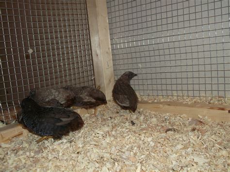 New Button Quail Backyard Chickens Learn How To Raise Chickens