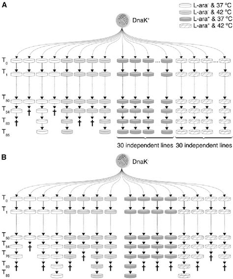 Figure 1 From The Molecular Chaperone Dnak Is A Source Of Mutational