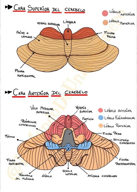 Pin En Medicina