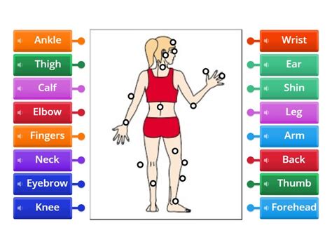 Body Parts Class C Labelled Diagram