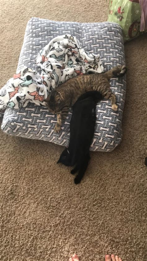 The Gremlin Queen Aka Miss Gina 🖤 Rblackcats