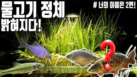정체가 탄로났다 드디어 밝혀진 채집 물고기의 정체를 알려드립니다 [애니몰로tv] Youtube