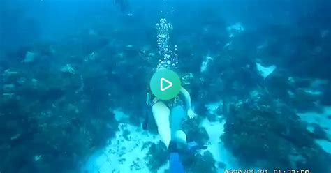Dive Album On Imgur