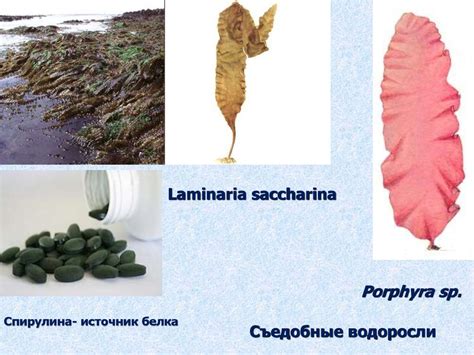 Распространение и роль водорослей в природе. Экологические группы ...