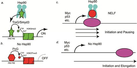 Pharmaceuticals Free Full Text Hsp90 Inhibitors And The Reduction
