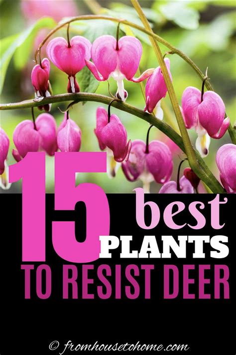 15 Beautiful Deer Resistant Shade Plants