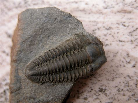 Some Bugs From My Collection Member Collections The Fossil Forum