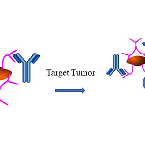 Schematic Of Near Infrared Photoimmunotherapy For Cancer Based On A