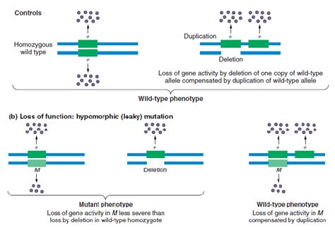 Glossomics Leaky Mutation
