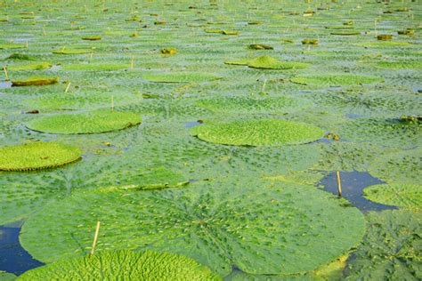 芡实图片素材 芡实设计素材 芡实摄影作品 芡实源文件下载 芡实图片素材下载 芡实背景素材 芡实模板下载 搜索中心